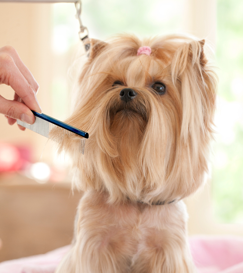 Professional Grooming Combs - Plush Puppy America