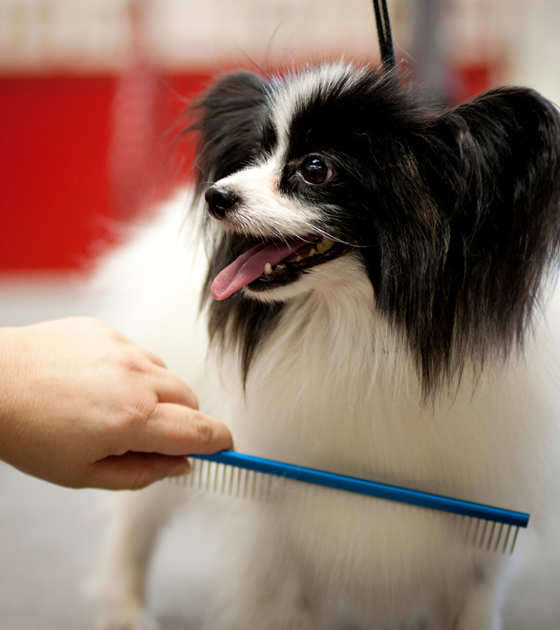 Professional Grooming Combs - Plush Puppy America